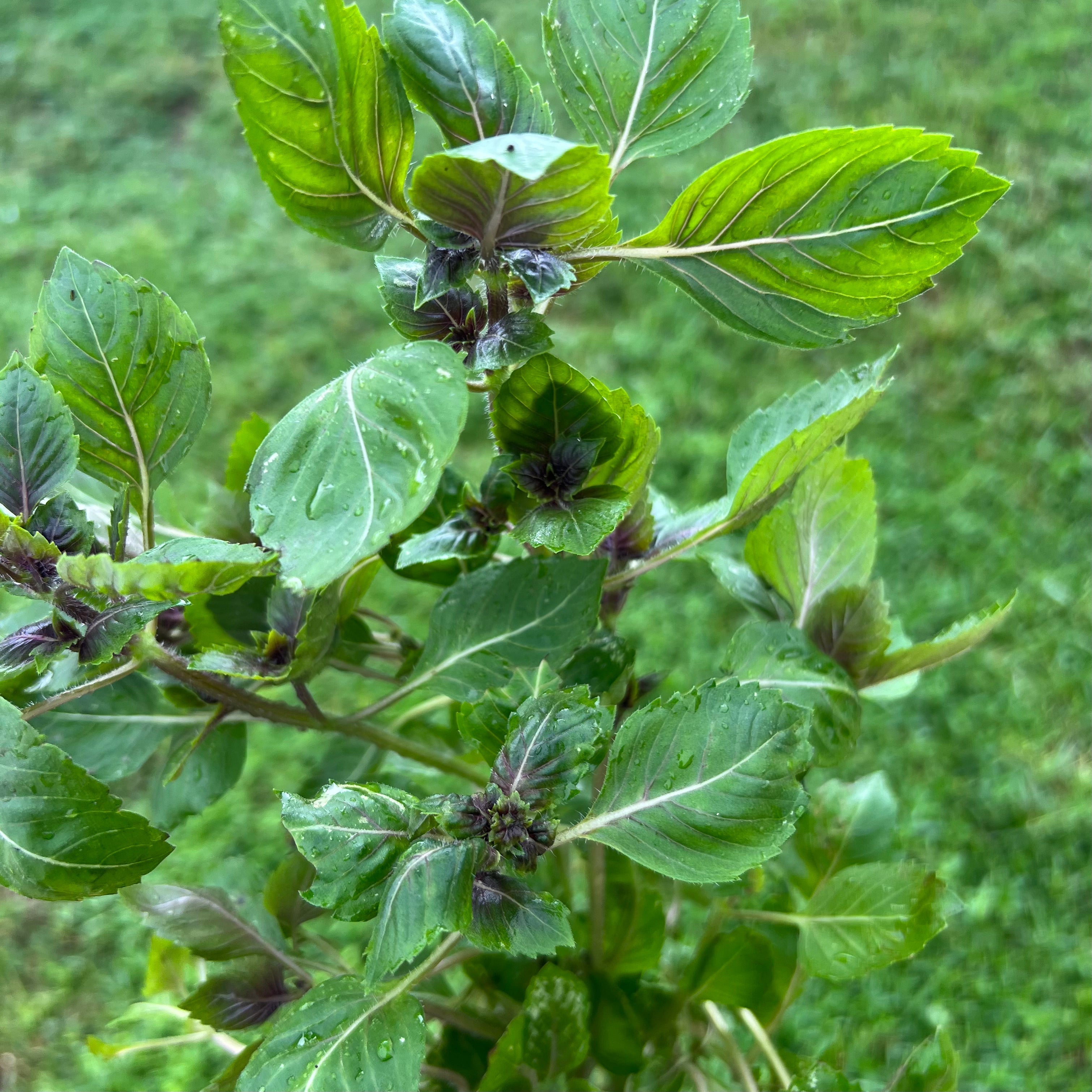 Basil - Purple (Herb) – vickygardens