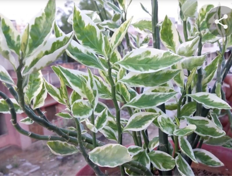 Itamo Real(Herb) – vickygardens